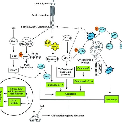 Chemical Structure Of Luteolin Download Scientific Diagram