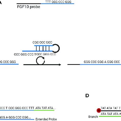Saber Fish Probe Branch And Hairpin Design A Probes Contain A