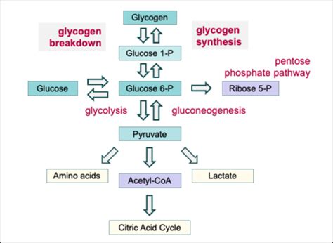 Glycogenolysis Pathway