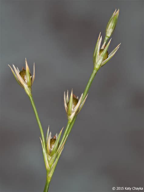 Juncus Grass