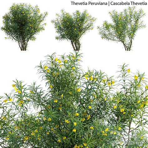 Thevetia Peruviana Cascabela Thevetia 02 Кусты 3d модель