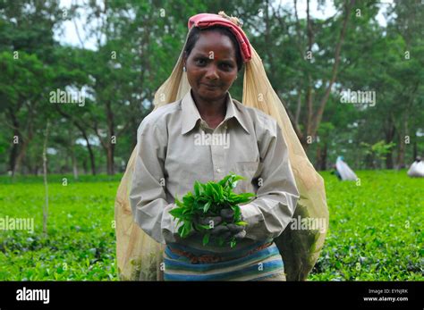 Tetulia Bangladesh 1st Aug 2015 A Woman Poses For A Photo At A Tea Garden In Tetulia