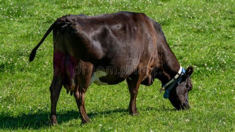Cow Is Eating Grass On A Green Farm Field Cow On A Grass Meadow In
