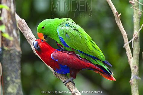 Eclectus Parrot The Eclectus Parrot Eclectus Roratus