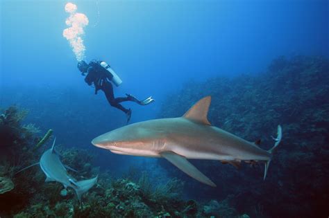 Are There Sharks In Cuba