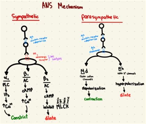 Human Physiology Ch 11 12 Flashcards Quizlet