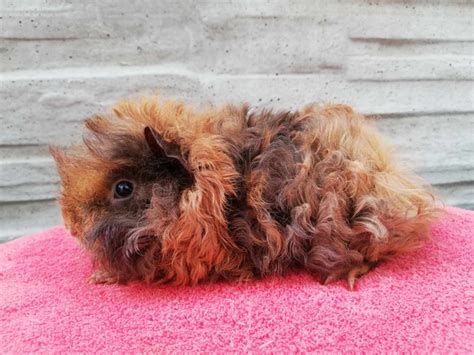 Hetti Of Stracciatella — Chs Of Stracciatella