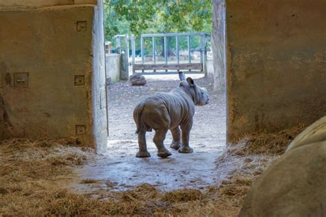 Uks Only White Rhino Birth Of 2025 Cotswold Wildlife Park Welcomes