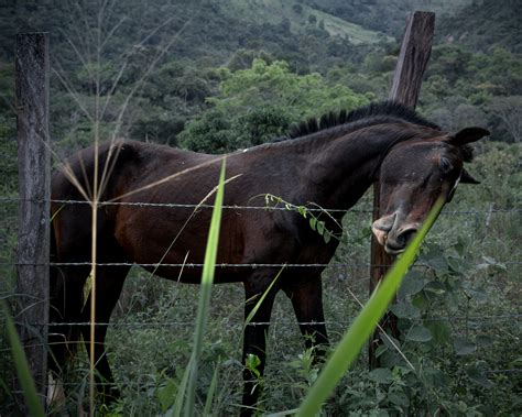 Neck Threadworm When The Itch Isnt The Itch