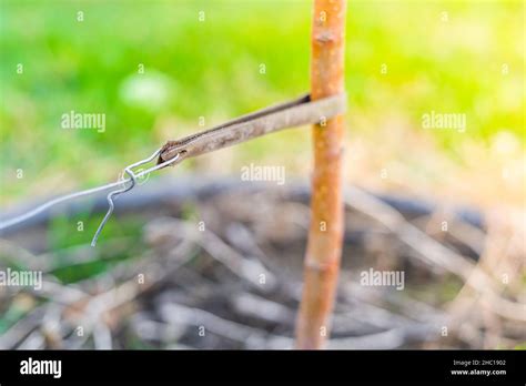 Tied Up Tree Seedling Close Up Leather Padding To Prevent Damage To Tree Bark Stock Photo Alamy