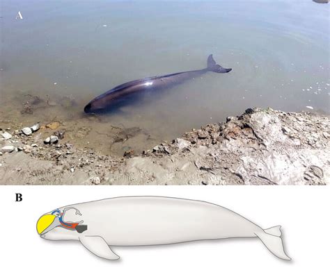 Finless Porpoise Diet