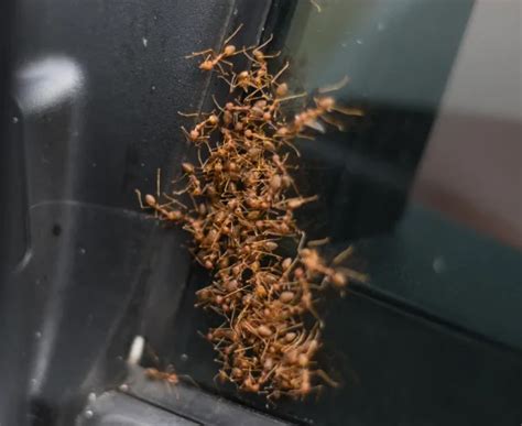 5 Tips For Getting Rid Of Ants In Your Car Simple Pest Management