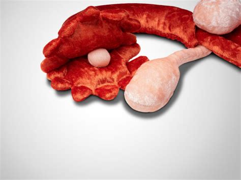 Zyklusmodell Anke Paomi Part Of Mine