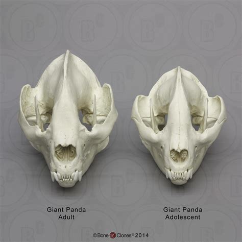 Giant Panda Skull Adult Bone Clones Osteological Reproductions