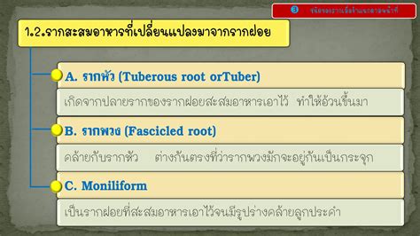3chapter 3 หน้าที่และชนิดของรากplant Root1pdf