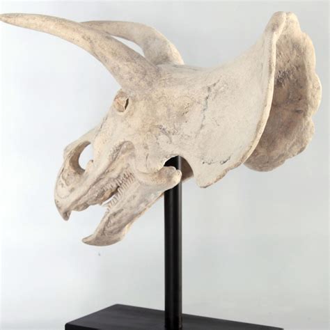 Triceratops Skeleton Head