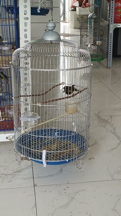 5m Chuyền Beo Youtube