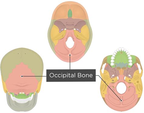 Occipital Bone 5 Ossification Of Human Occipital Bone Image Picryl
