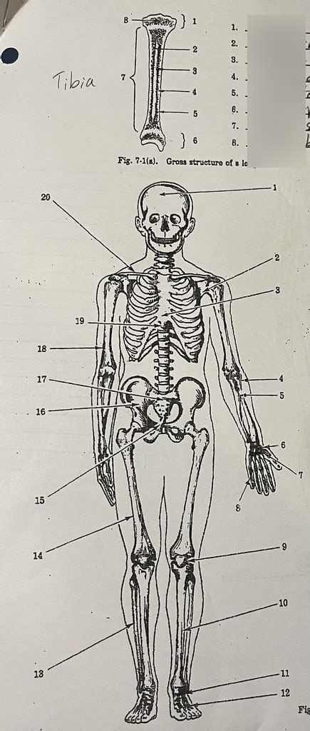Semester 1 Final Diagram Part 1 Diagram Quizlet
