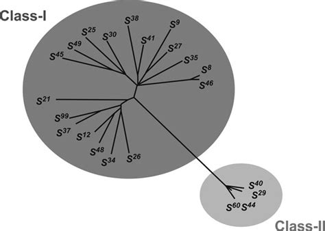 4 S Haplotype Diversity In Brassica Rapa Phylogenetic Tree Was