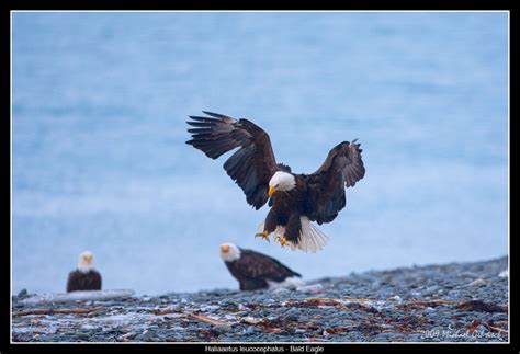 Chasing The Light Deadliest Catch Eagle Photography