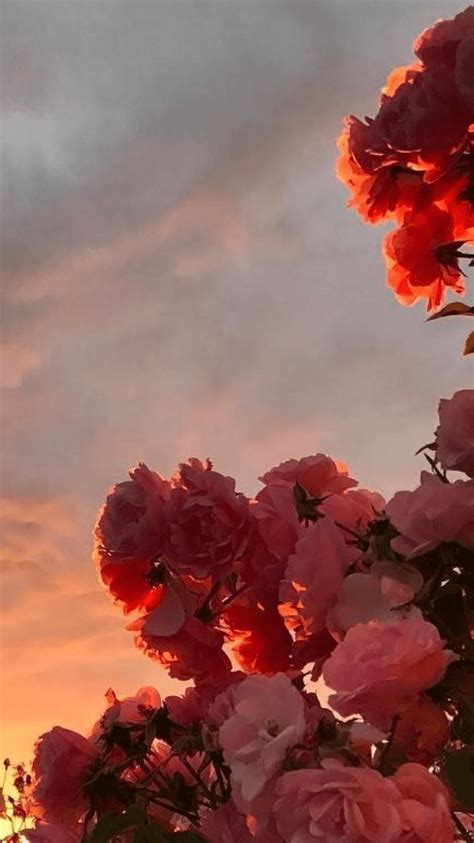 Aesthetic Flower Wallpapers 4k Hd Backgrounds On Wallpaperbat