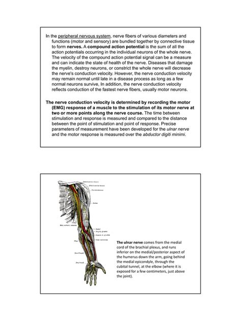 Muscle Stretch Reflex Pdf