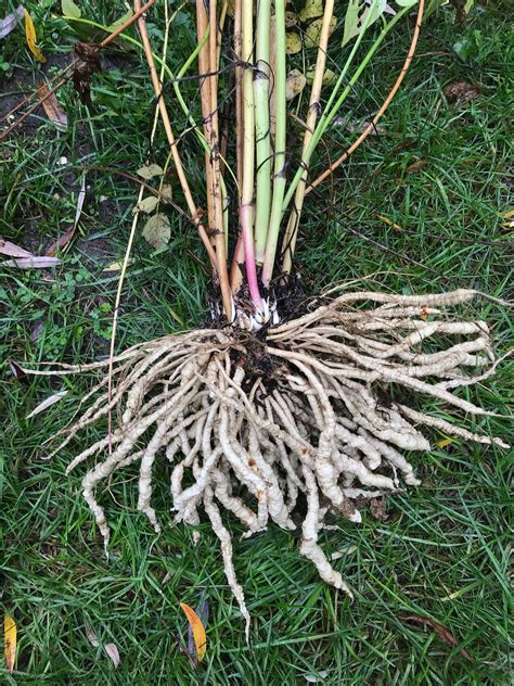 Skirret Seeds Sium Sisarum Sugar Root Cicada Seeds