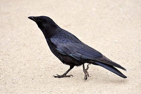 Royalty Free Photo Selective Focus Photography Of Crow Pickpik
