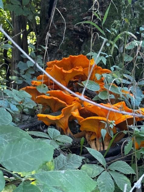 Glowing Jack O Lantern Mushrooms Return To Ohio