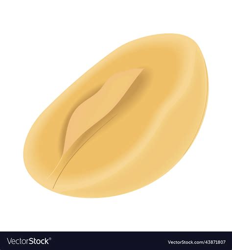 Macadamia Nut Icon Royalty Free Vector Image Vectorstock