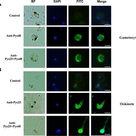 Indirect Immunofluorescence Assays Showing The Reactivity Of The Immune Download Scientific
