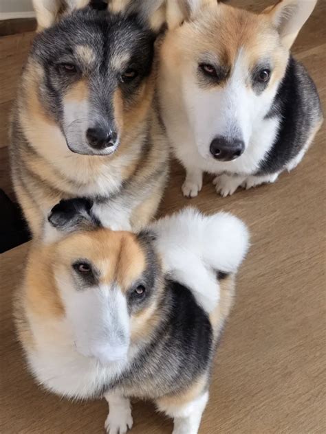 Corgie In A Middle Age Style Stable Diffusion Openart