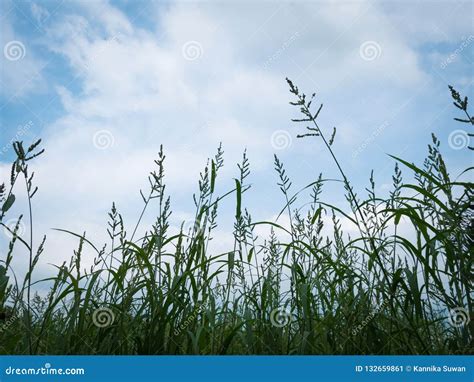 Grass And Flower Silhouette Background Blue Sky With Cloud Stock Image