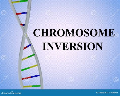 Chromosome Inversion Concept Stock Illustration Illustration Of