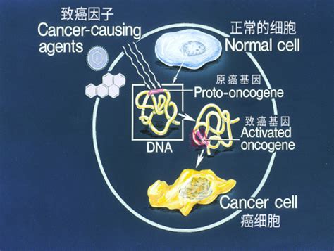 肿瘤的形成机制与前沿治疗技术分享 知乎