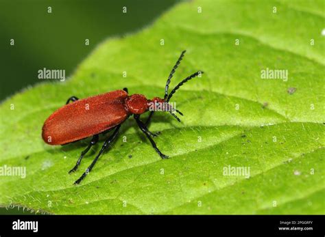 Red Headed Fire Beetle Red Headed Cardinal Beetle Pyrochroa
