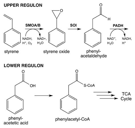 Structure And Biochemistry Of Phenylacetaldehyde Dehydrogenase From The