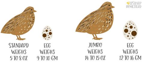 Standard Vs Jumbo Quail Silver Homestead