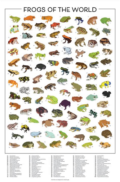 Frogs Of The World Poster Print Types Of Frogs Poster Frog Etsy