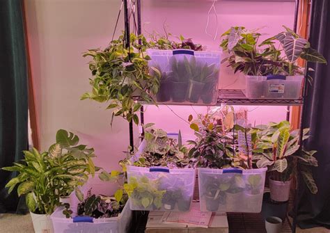 Moving All My Plants Cross Country Wish Me Luck Rhouseplants