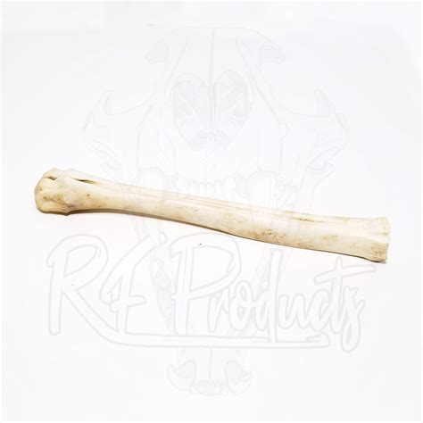 Whitetail Deer Cannon Leg Bone Etsy
