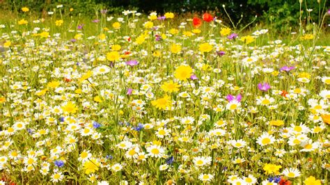 무료 이미지 잔디 화이트 목초지 대초원 줄기 햇빛 꽃잎 여름 꽃 무늬의 녹색 빨간 색깔 매크로 목장 자연스러운 공간 신선한 화려한 노랑