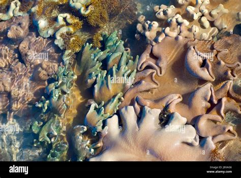 Reef Polyps Coral Low Tide Polyp Polyps Colorful Colors Colours