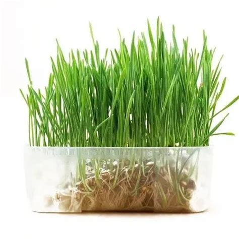 China Oat Grass Powder Manufacturers Suppliers Factory Customized Oat Grass Powder Price