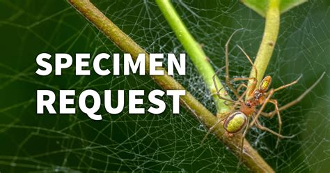 Specimen Request Paratheuma Shirahamaensis Asian Society Of Arachnology