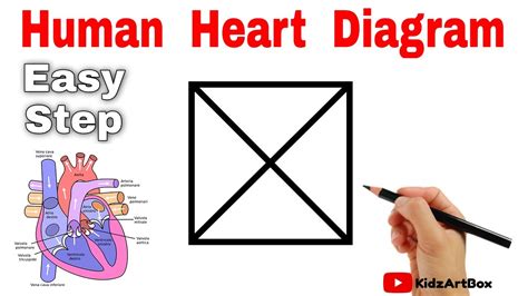 Box Turns Into Human Heart Class 10 Science Diagram Easy Human Heart