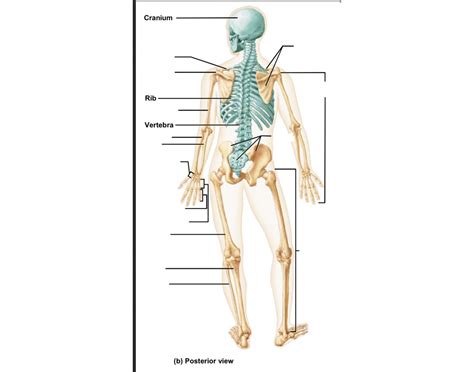 Appendicular Skeleton Posterior View Quiz