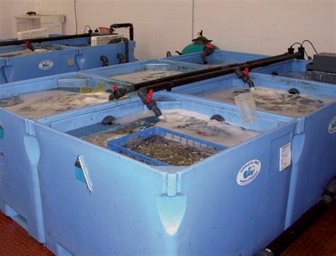 Integrated Monitoring Improves Microbiological Quality Of Bivalve
