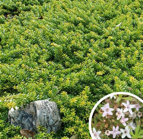 Myoporum Parvifolium Creeping Myoporum Whitfill Nursery